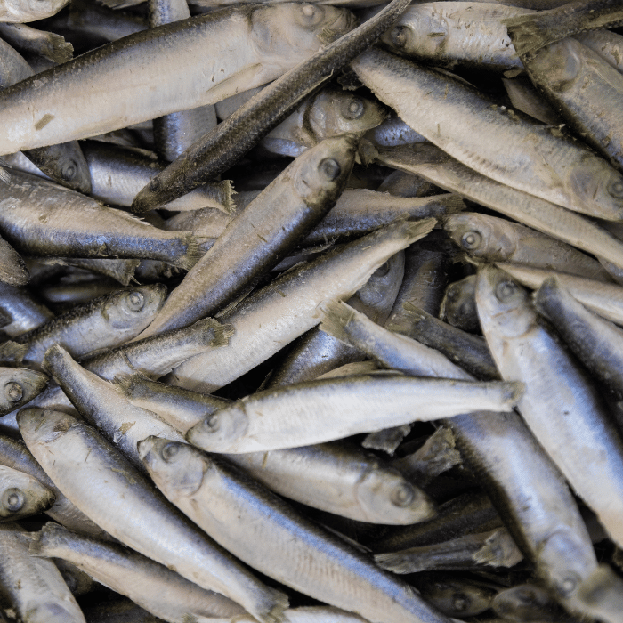 Canadian Capelin 5kg – Tropic Food